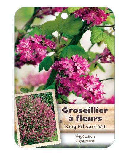 RIBES SANGUINEUM 'KING EDWARD VII' voir Groseillier à fleurs