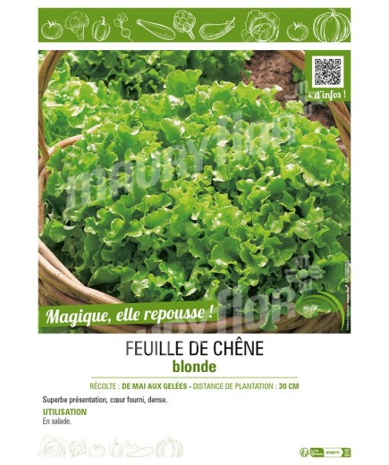 Hydrangea paniculata SUNDAE FRAISE® 'Rensun'