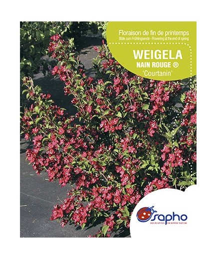 Weigela NAIN ROUGE® 'Courtanin'