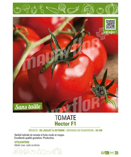 PINUS MUGO MUGHUS voir PIN NAIN DES MONTAGNES