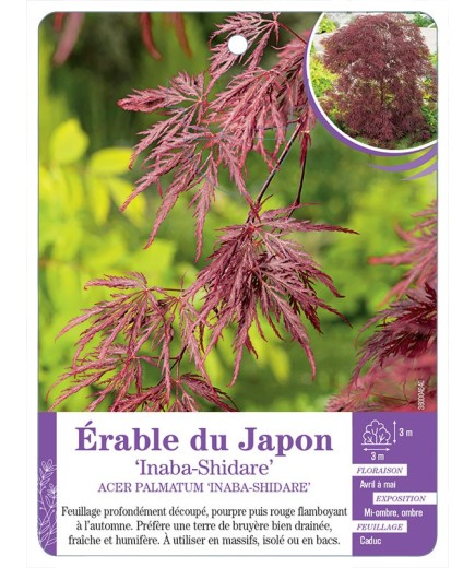 ACER PALMATUM INABA-SHIDARE voir Érable du Japon