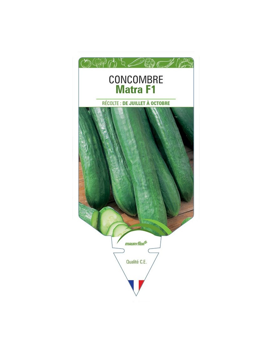 Flyer Pomme de terre & bulbes potager